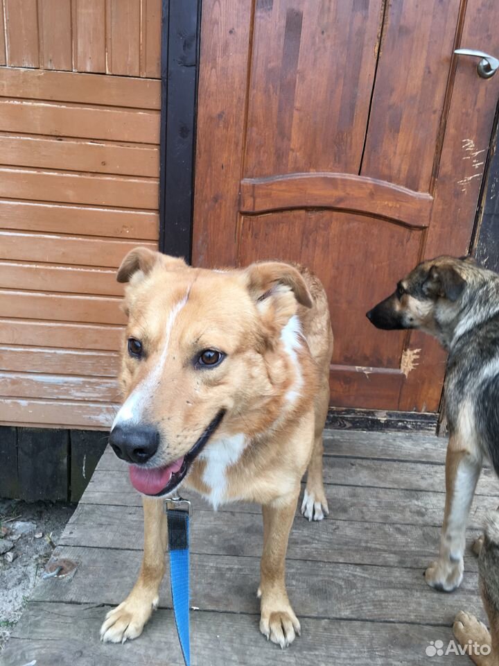 Пёс Дик ищет хозяина