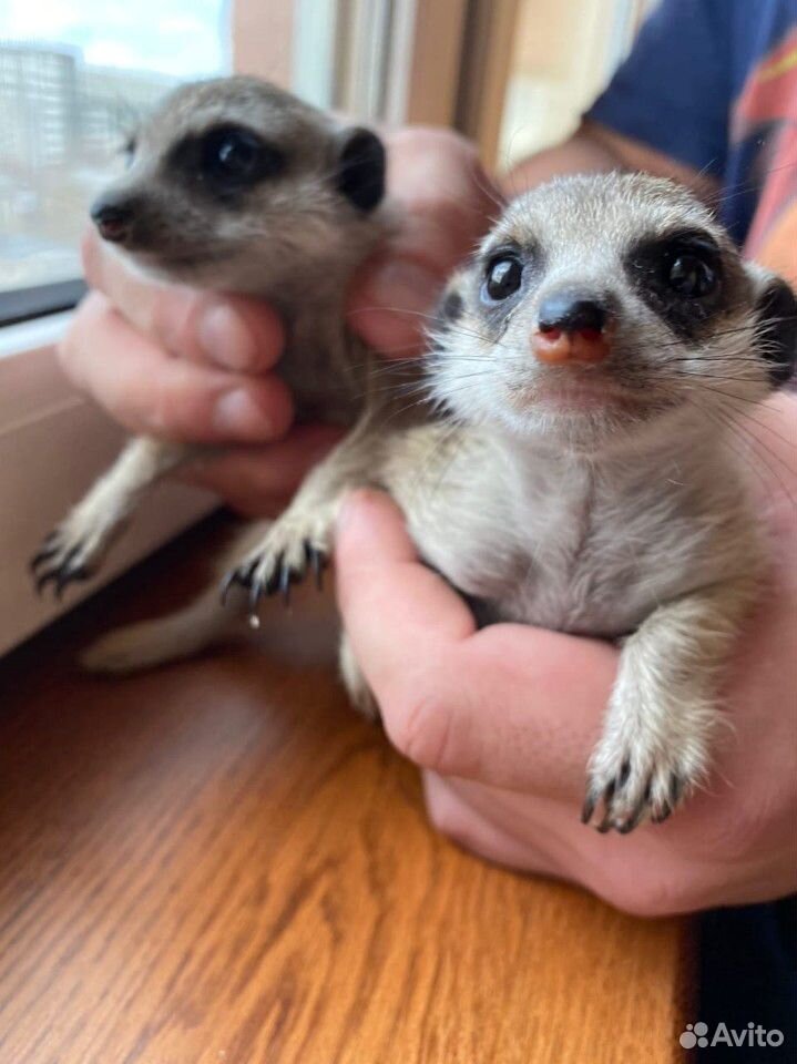 Продам Сурикатов