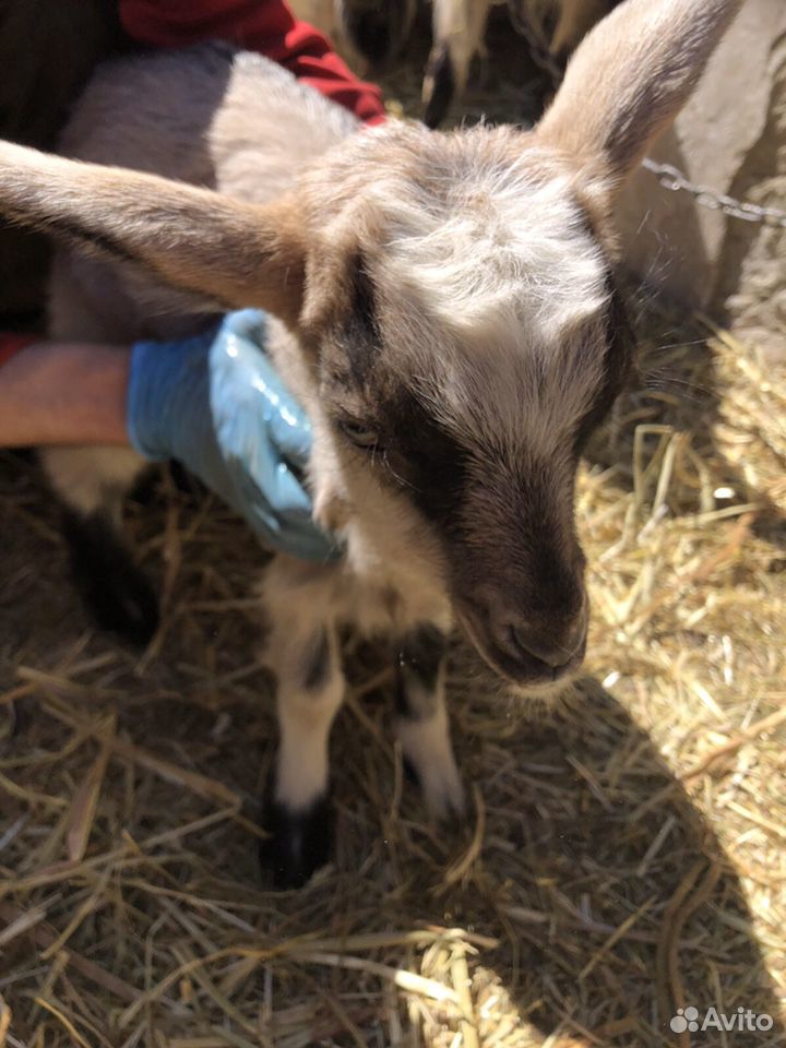 Козлёнок и две козочки