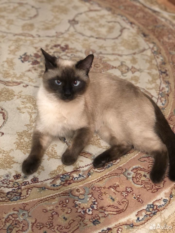 Кот сиамский