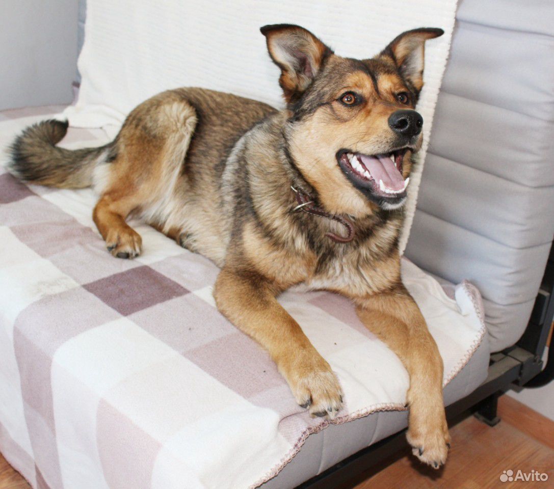 Щенок (мальчик. 9 месяцев) в дар, в добрые руки