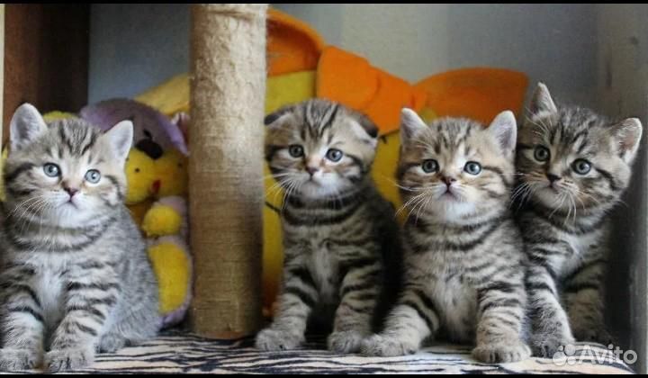 Котята тигрята