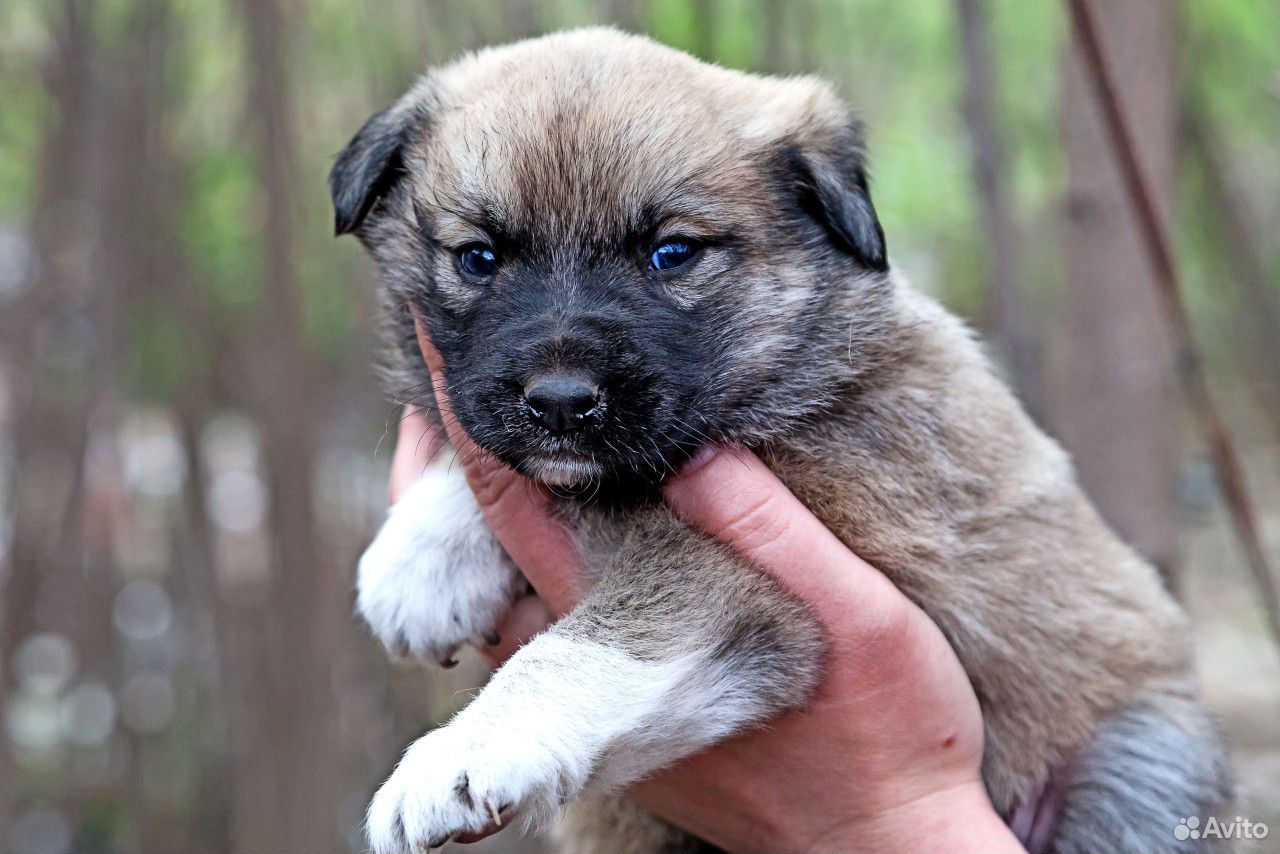 Николь ищет любящего хозяина и дом