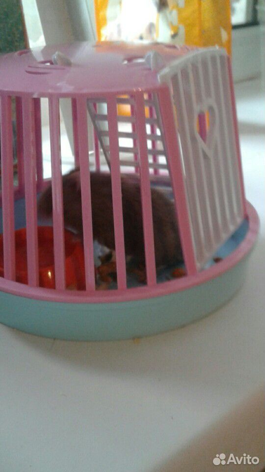 Хомяк кэмпбелла