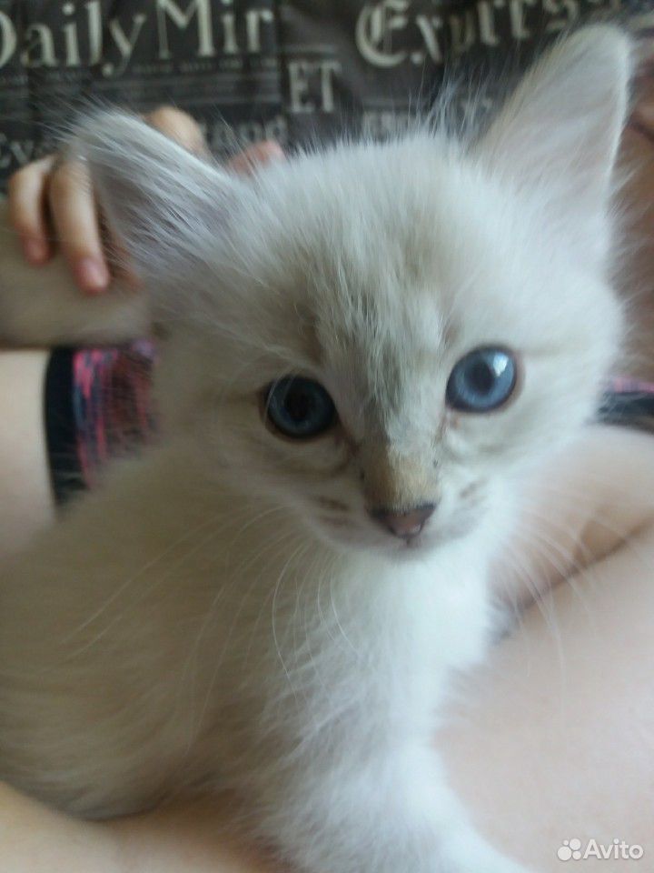 Кошка Тайская