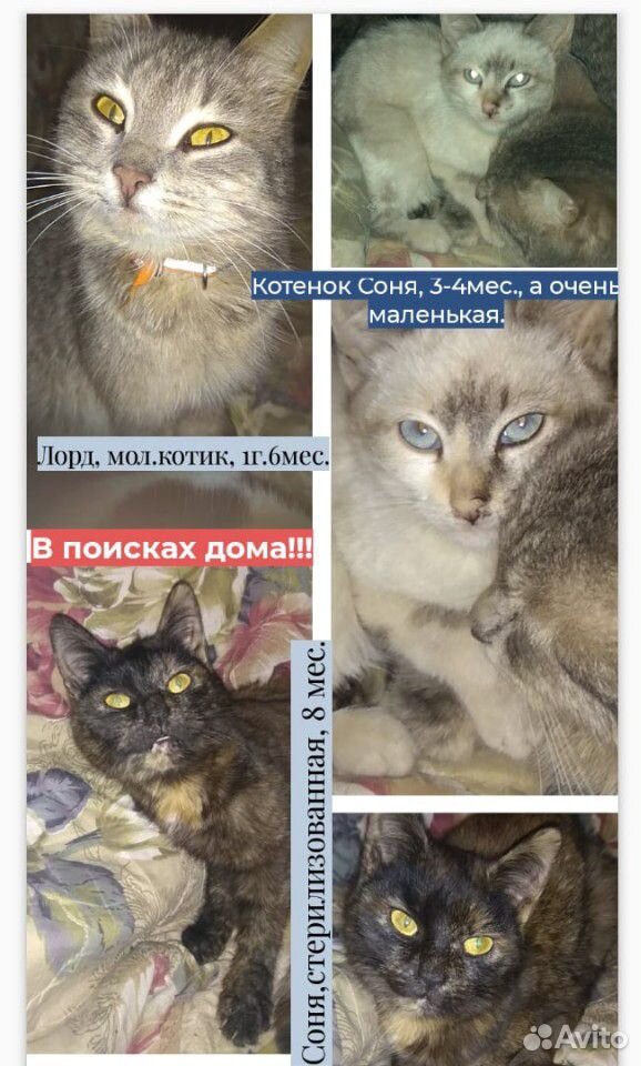 Ищу добрые ручки для Лорда и 2м кошечкам Сонькам