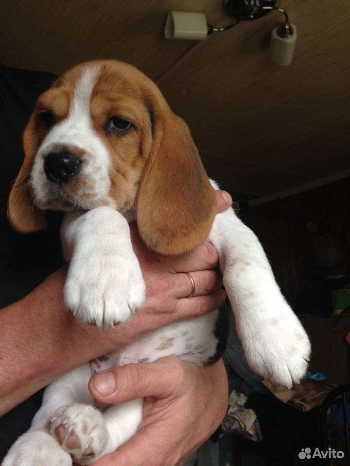 Продам щенка