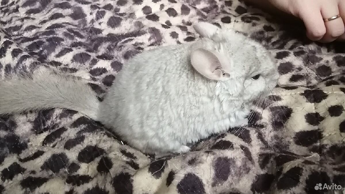 Шиншилла
