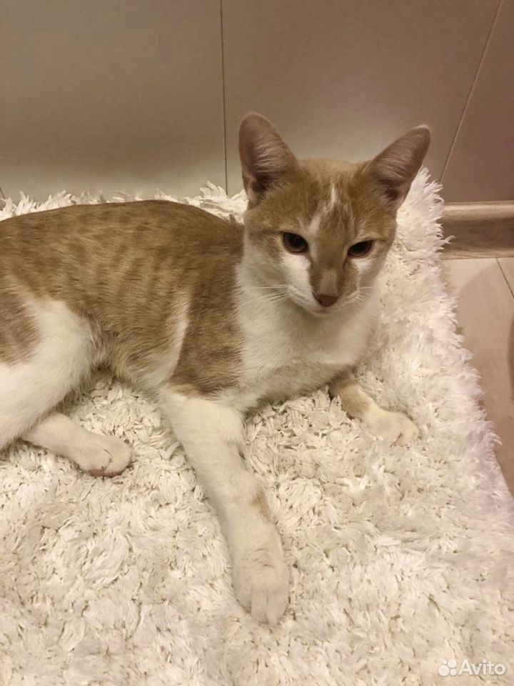 Котик Лёня в добрые руки