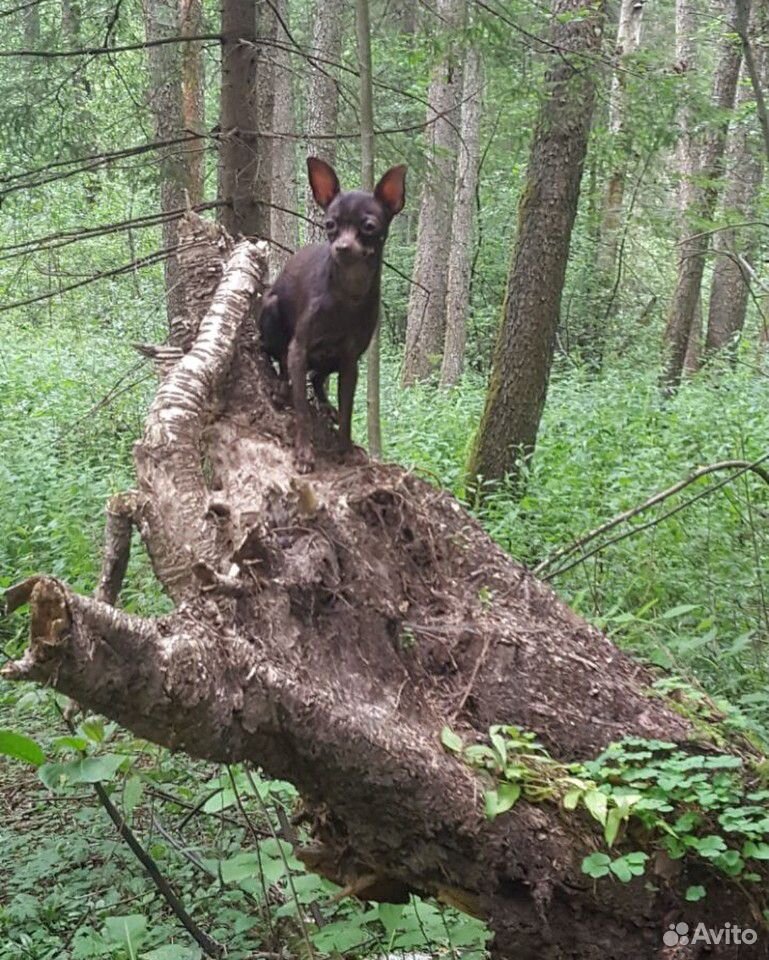 Отдам в добрые руки мини той терьера