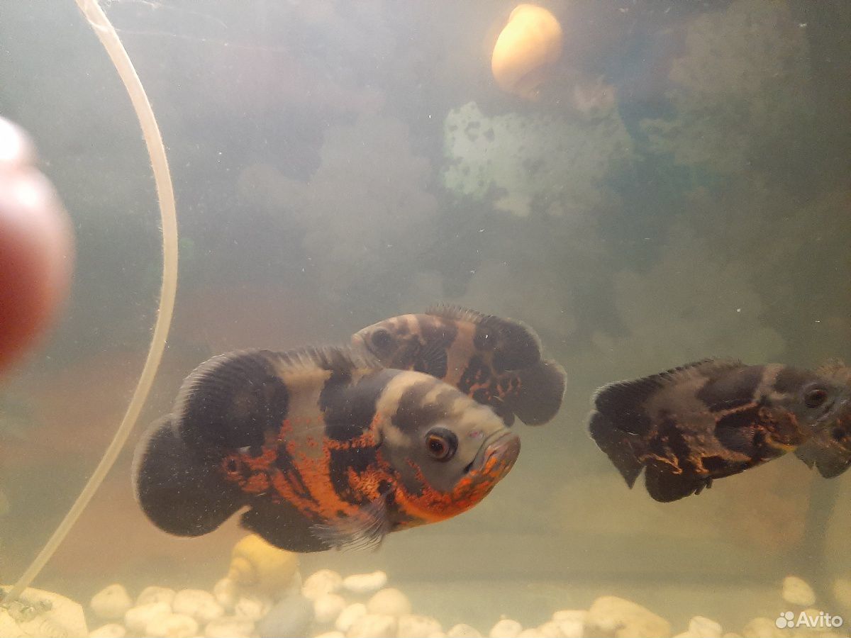 Рыбки астронотус