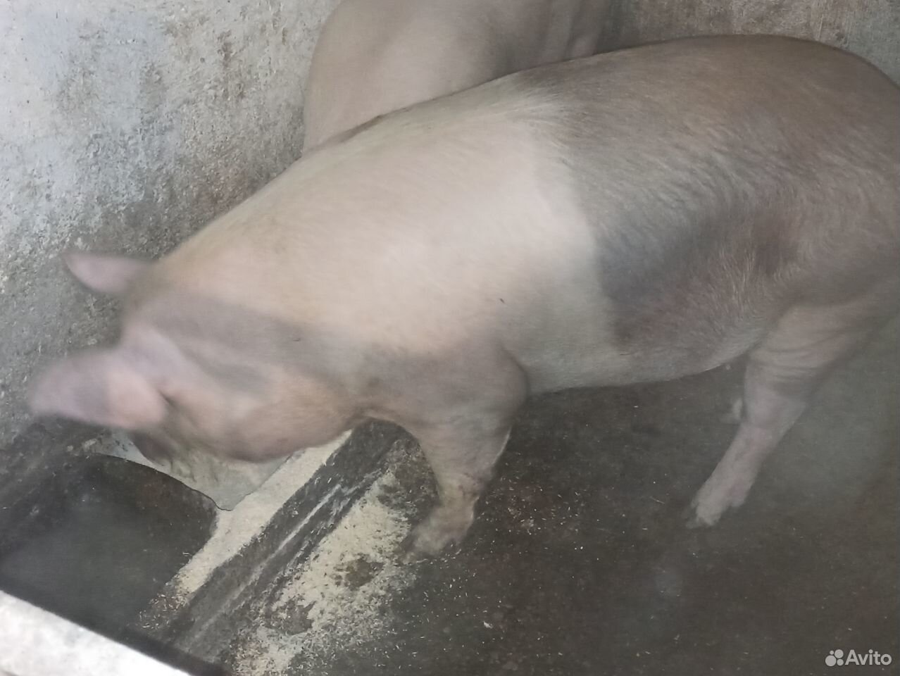 Продам свиней