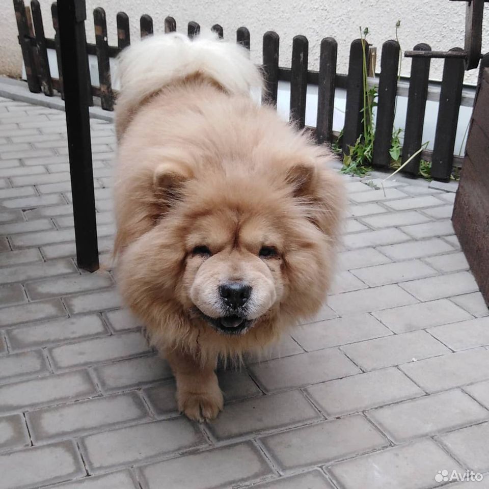 Найдена собака,сука. Ищем хозяев