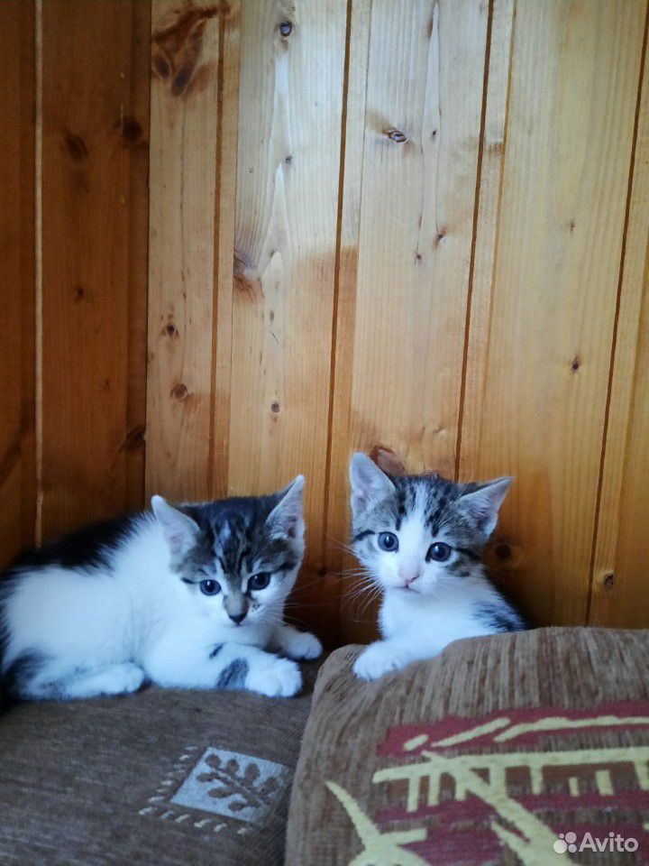 Котята Милые и Ласковые