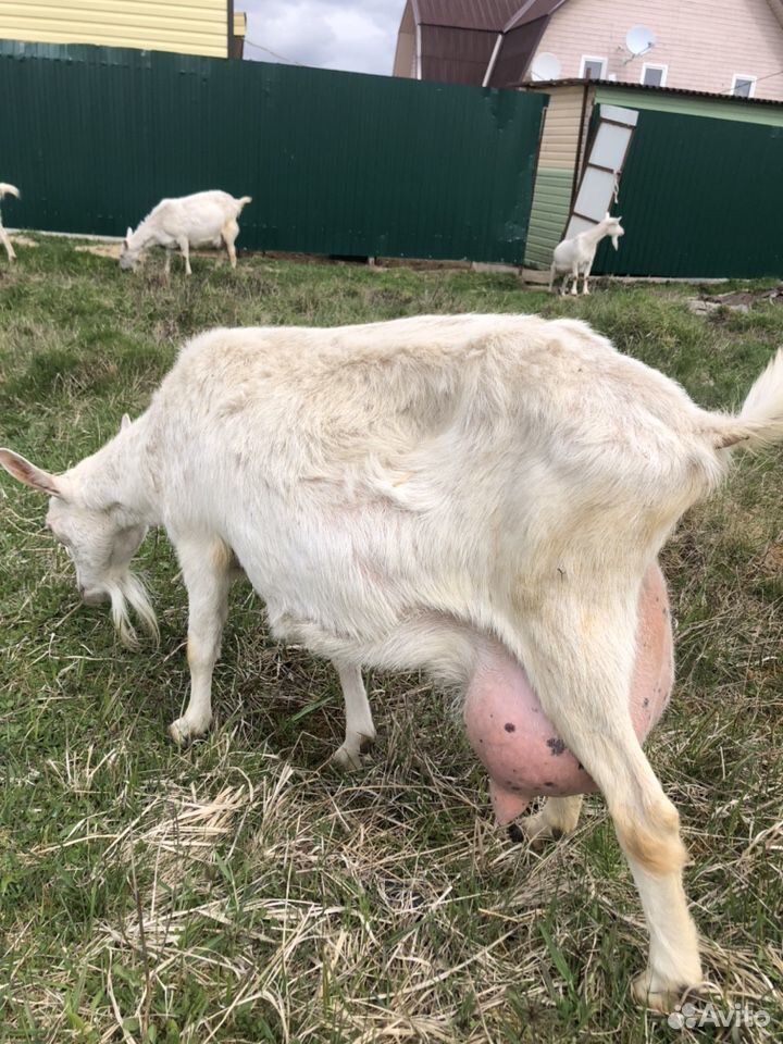 Зааненский козлята