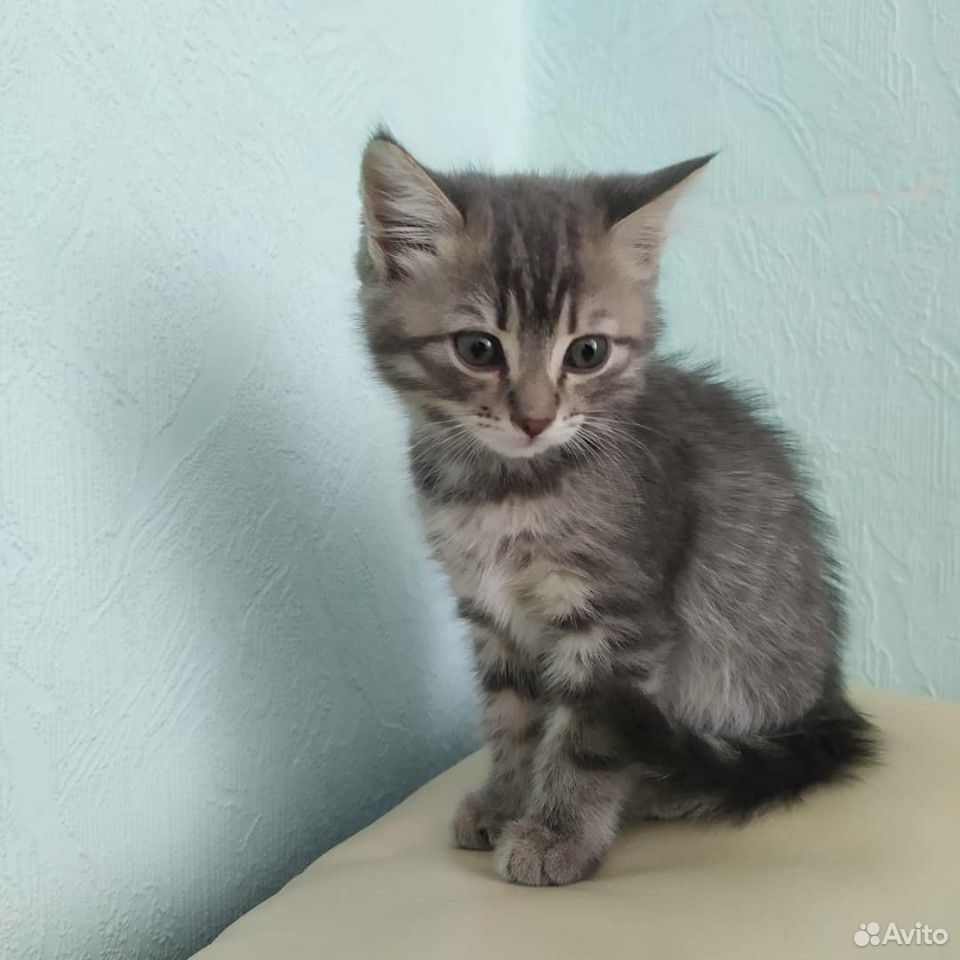 Пушистая киса в самые добрые руки