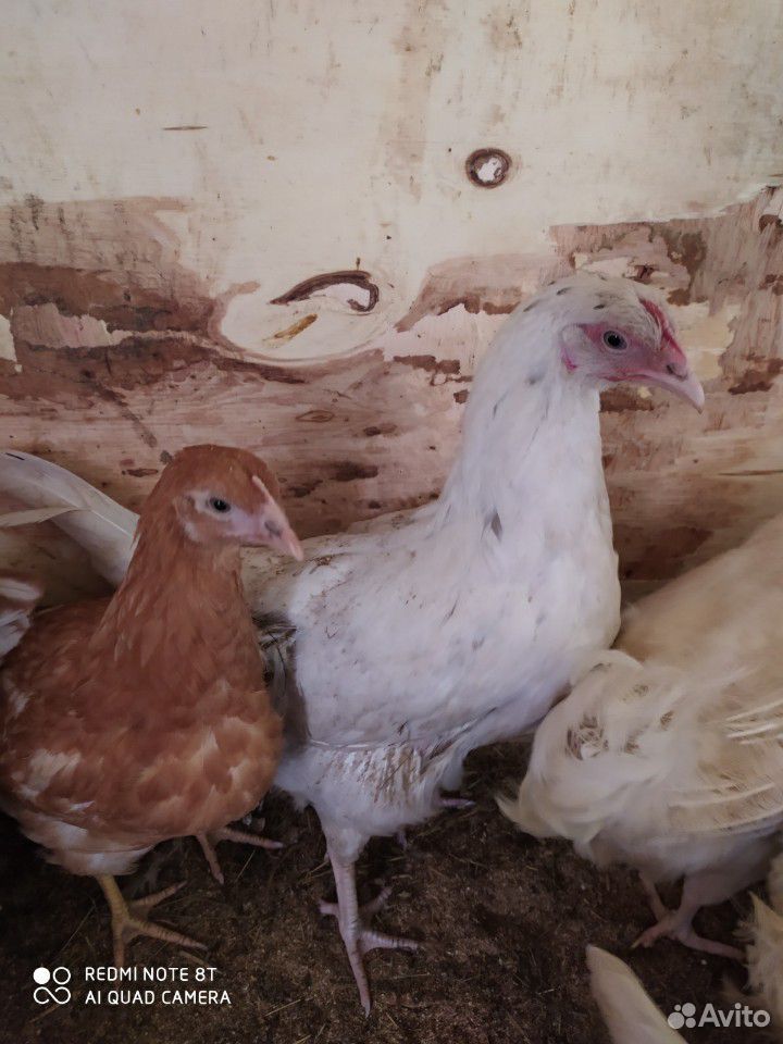 Курочки молодки