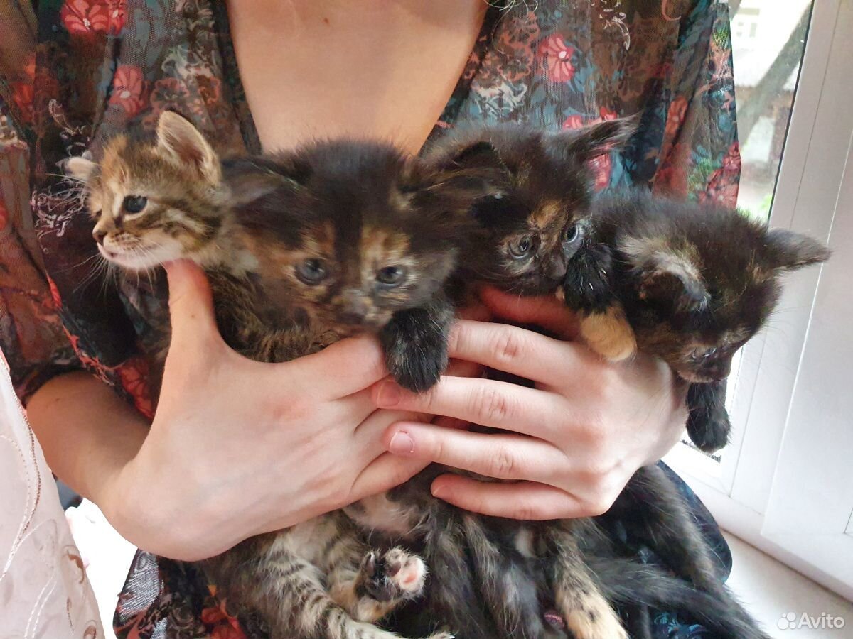 3 цветные кошечки и чёрный мальчик ищут домНашли н