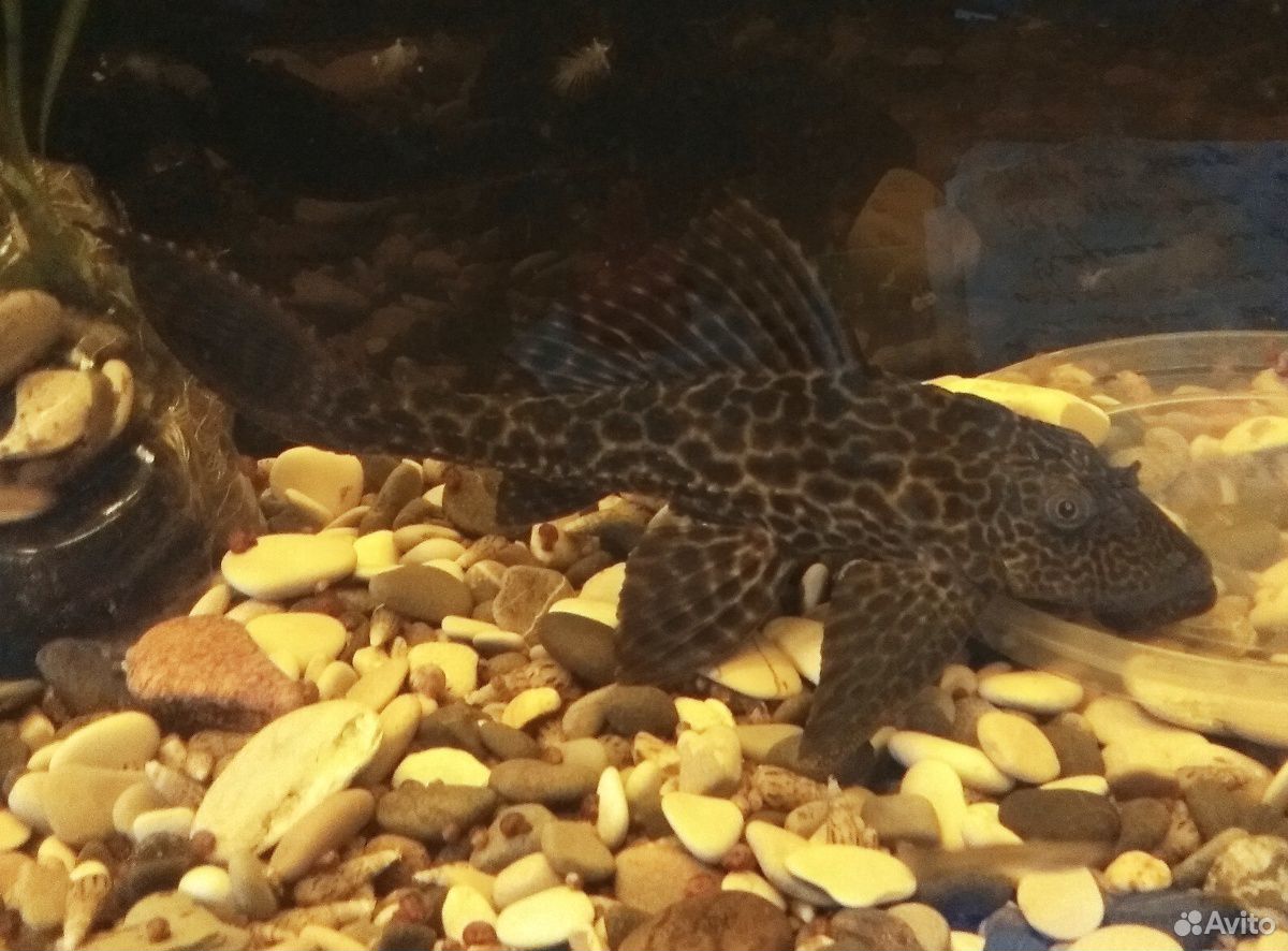 Птеригоплихт