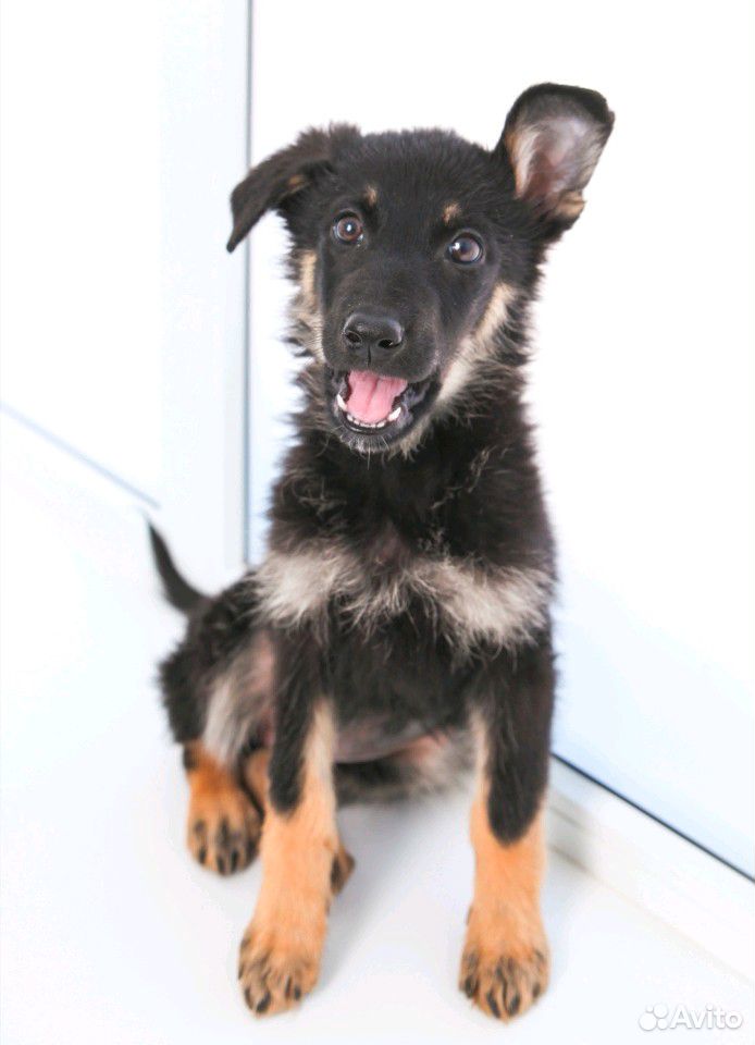 Щенок в дар, щенки в дар, маленький щенок в дар