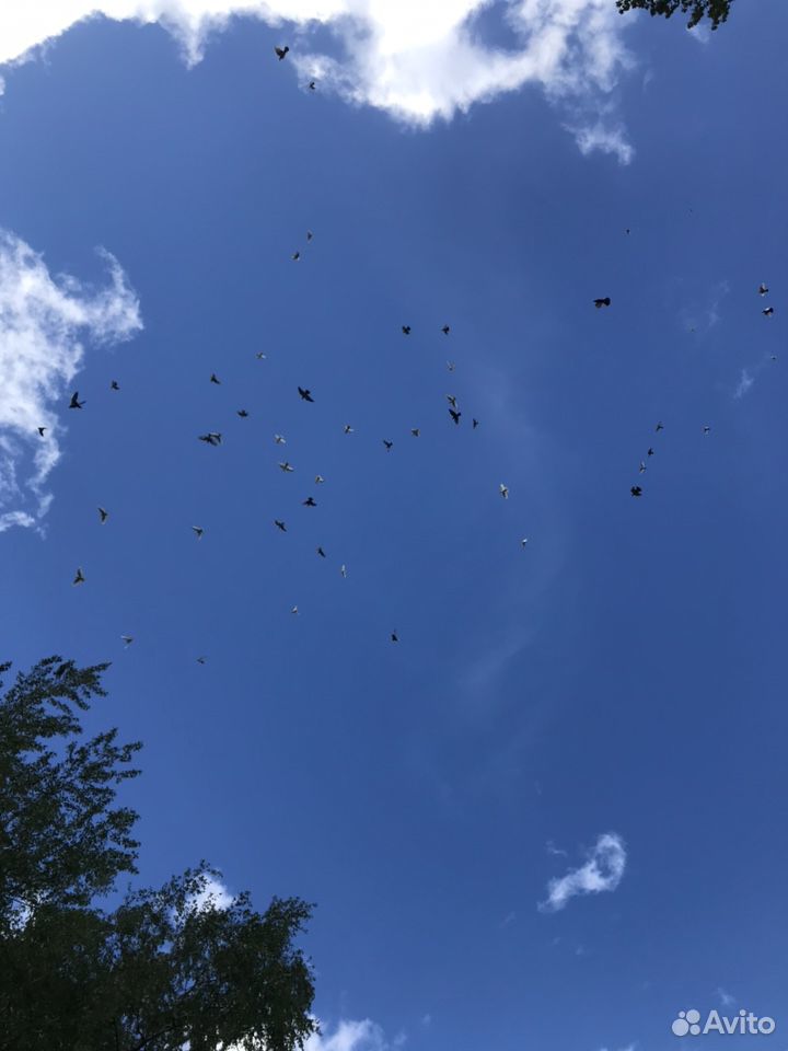 Лётные Бакинские,Иранские,Турецкие Голуби