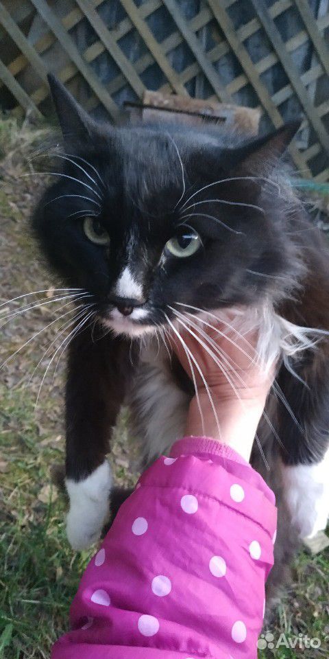 Отдам кота. найден кот