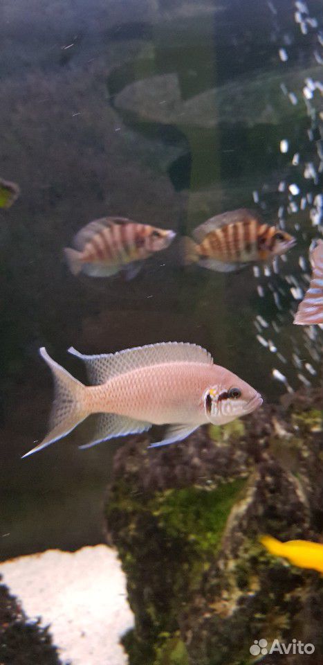 Отдам рыбок Принцессы бурунди, геофагус, 2 сома