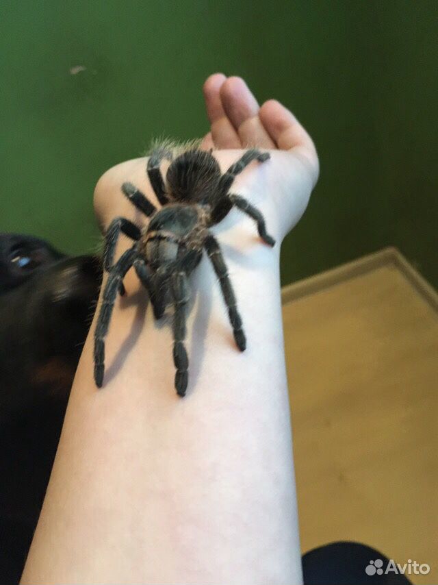 Паук Lasiodora parahybana