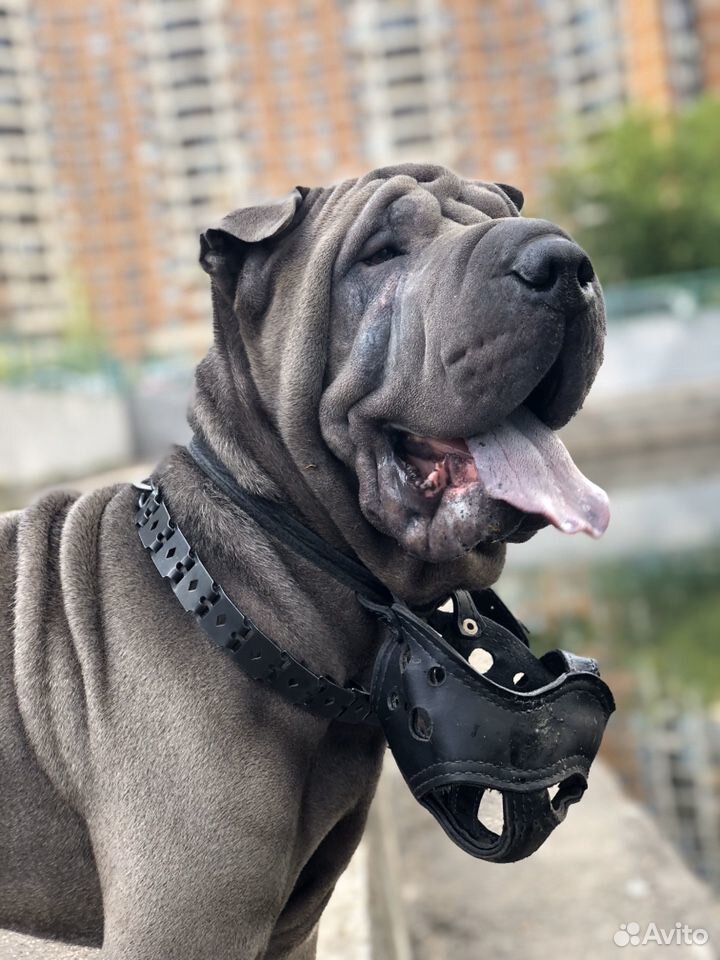 Шарпей вязка