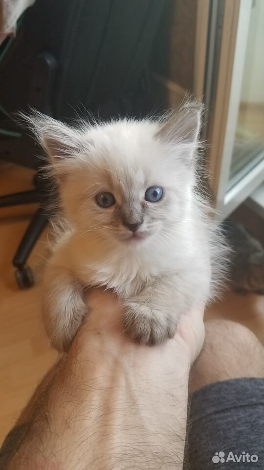 Удивительные глазки