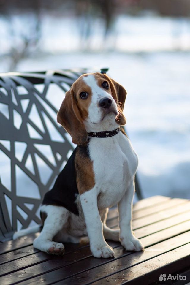 Ищу щенка бигля Не более 13 тысяч и не старше 6 ме