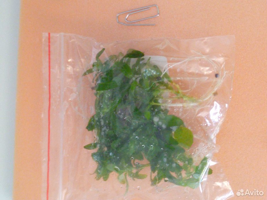 Аквариумные растения