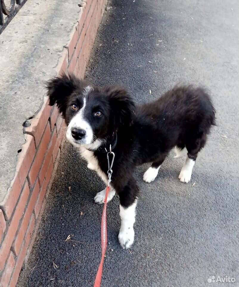 Помесь бордер-колли