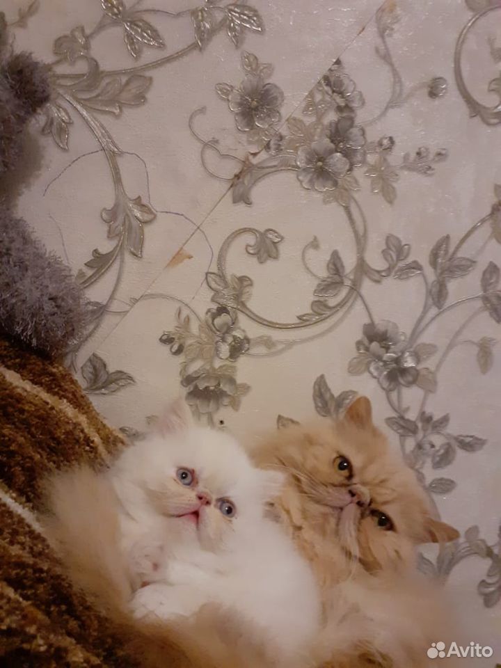 Персидские котята