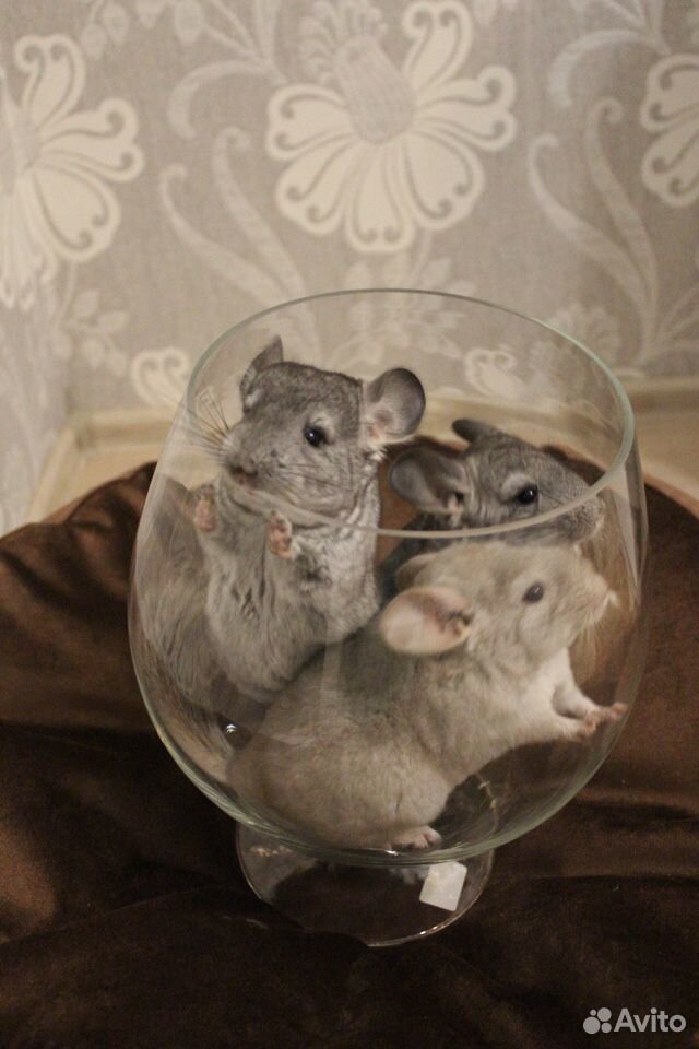 Шиншиллы