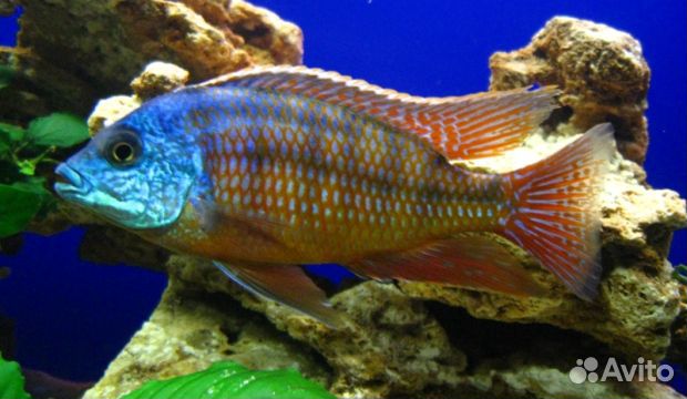 Хаплохромис боадзулу