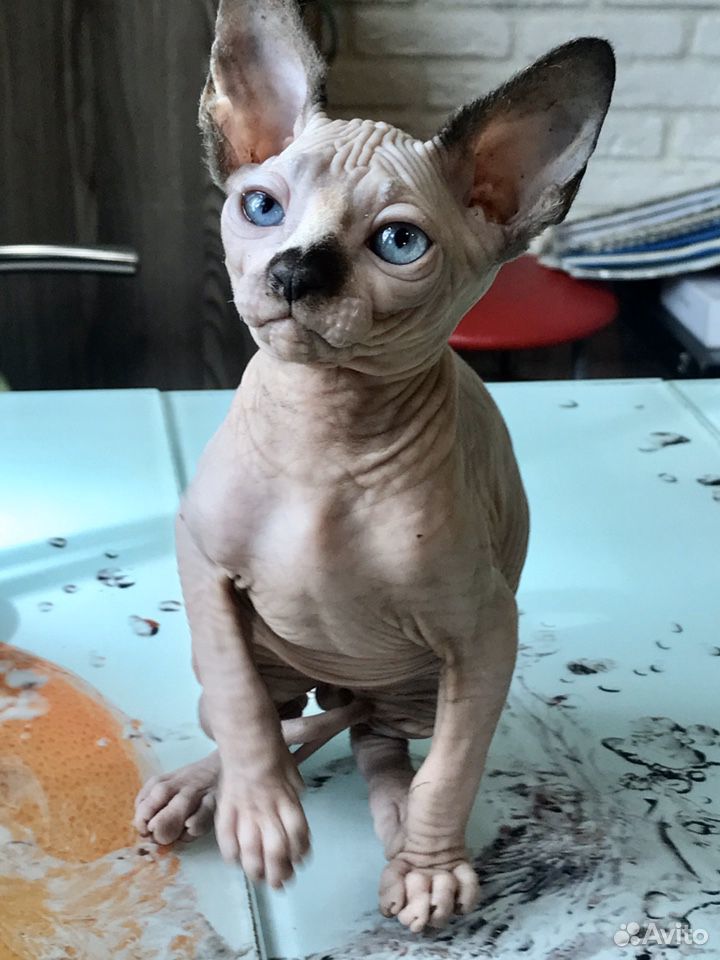 Канадский сфинкс