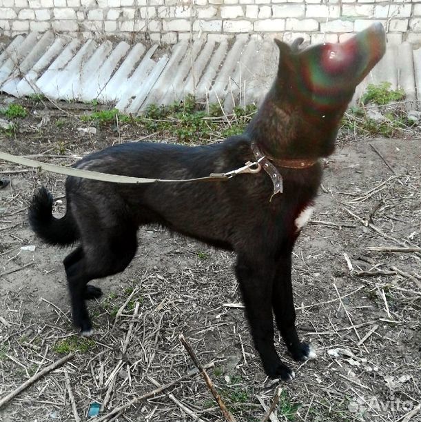 Пират ищет дом