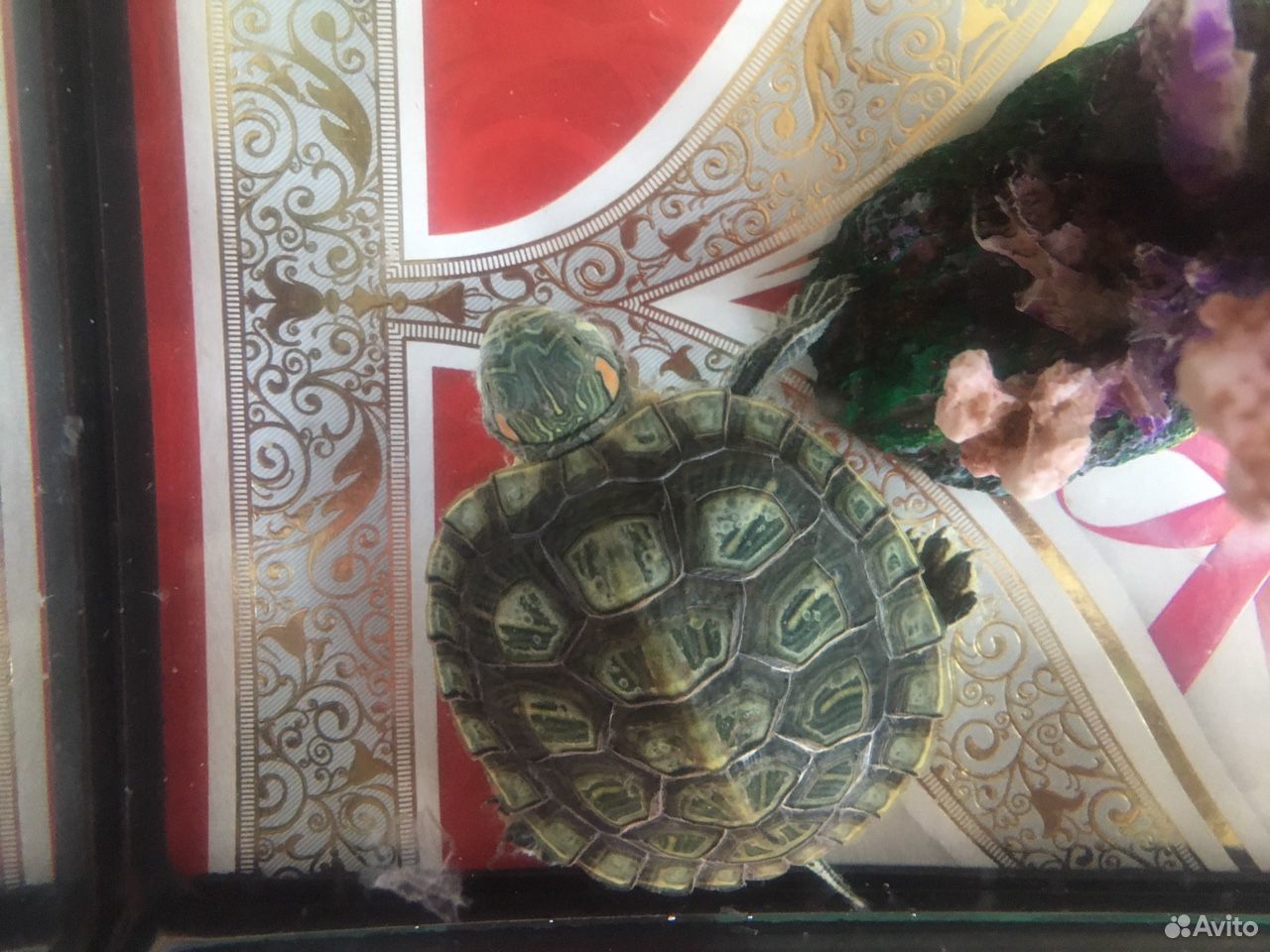 Черепаха водоплавающая