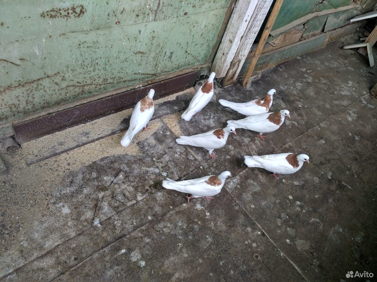 Голуби. Жёлтые гривуны