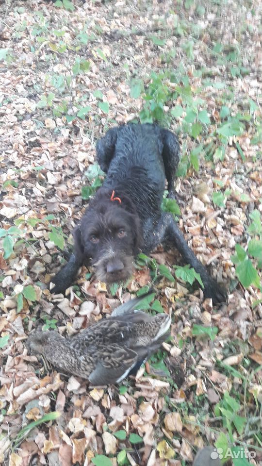 Щенков дратхаара продаю