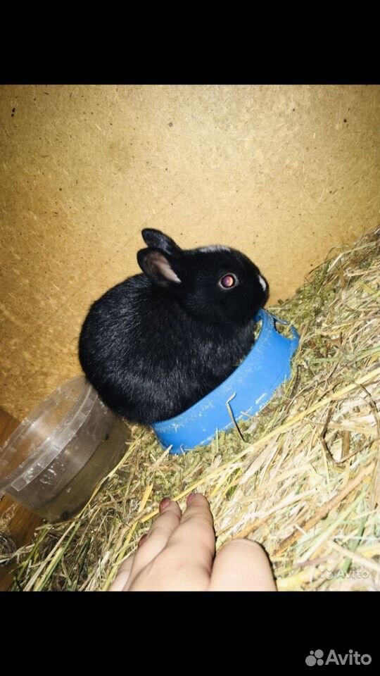 Кролик мини, карликовый