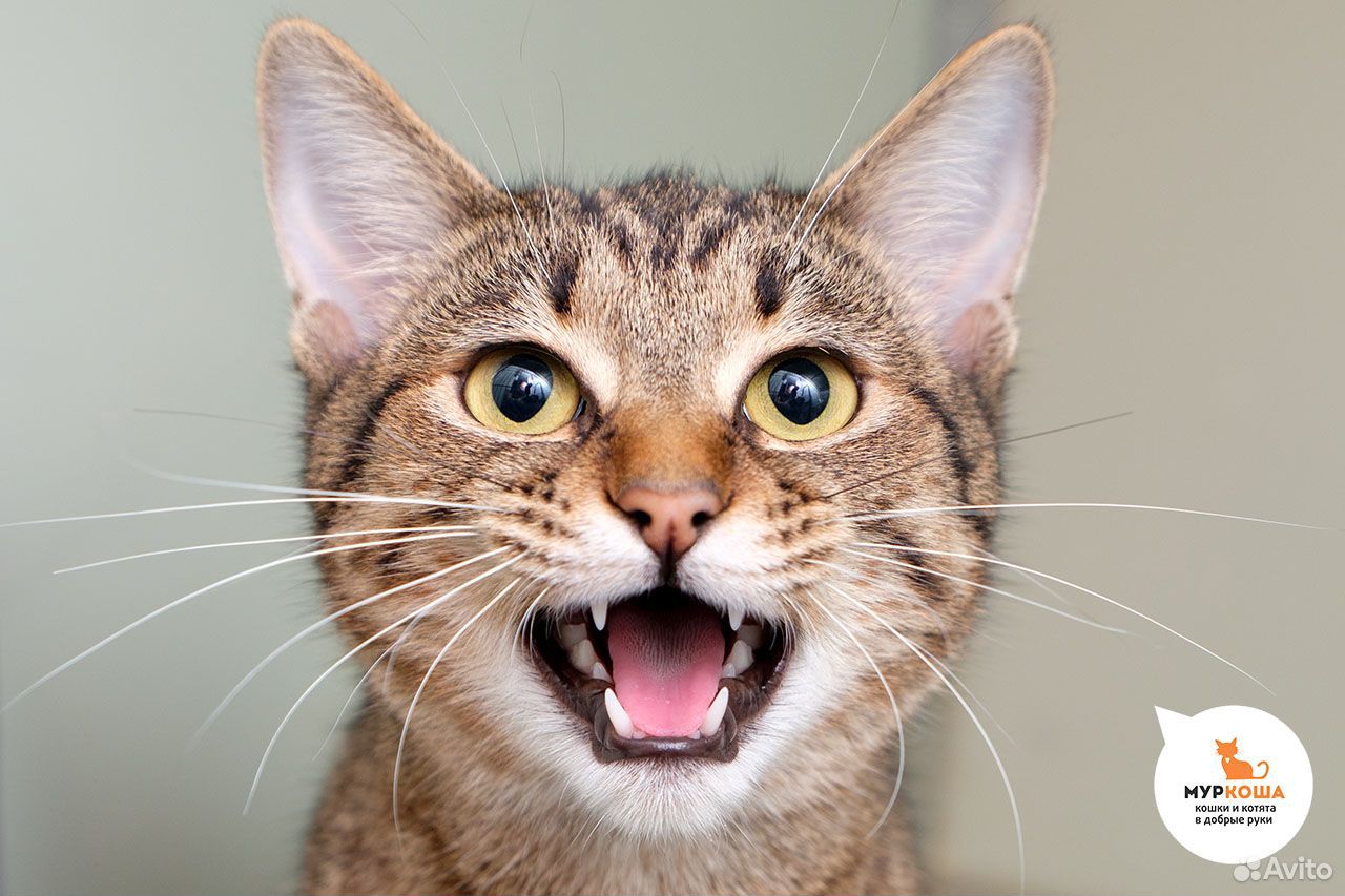 Абигель ласковая и нежная кошечка