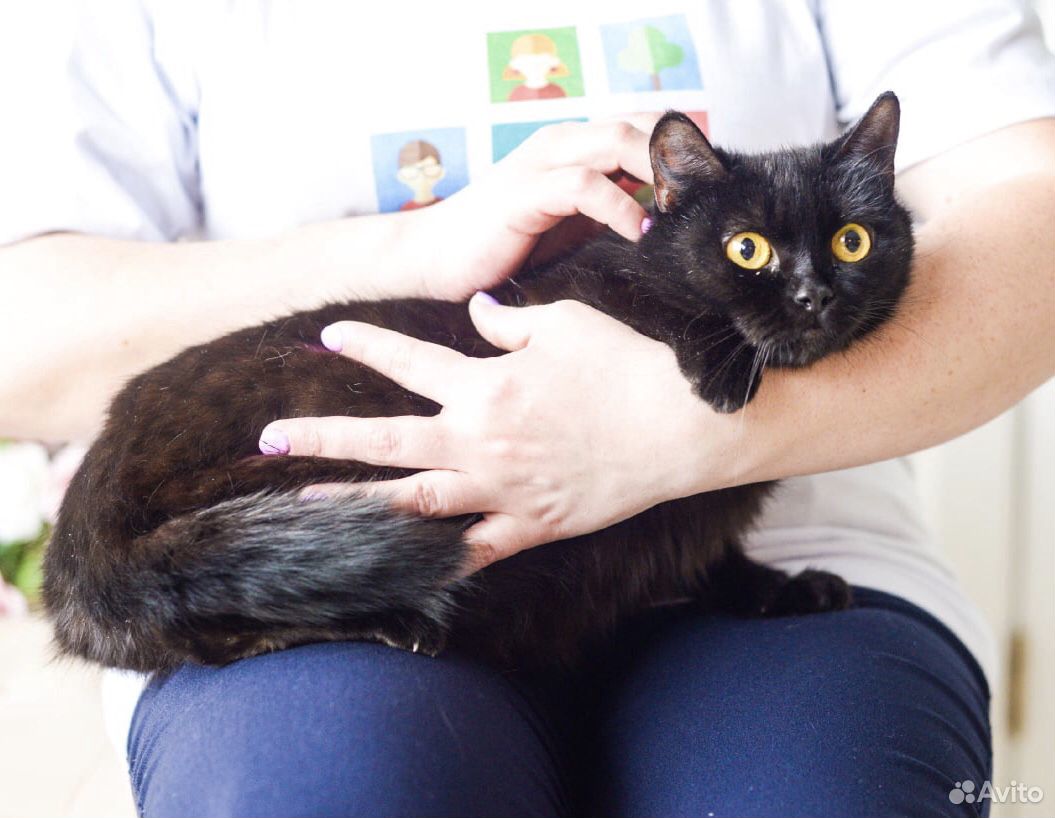 Кошка бесплатно