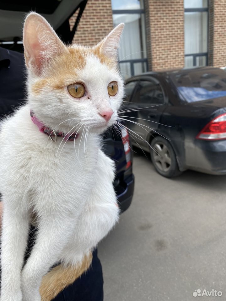 Найдена кошка