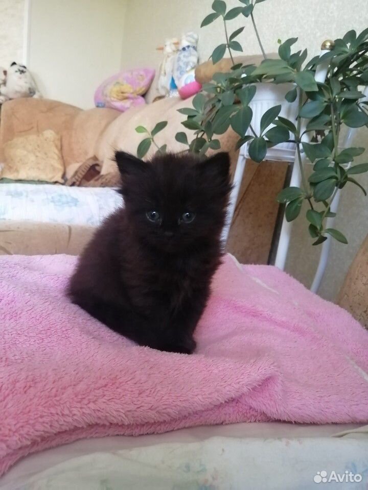 Шоколадные шотландцы