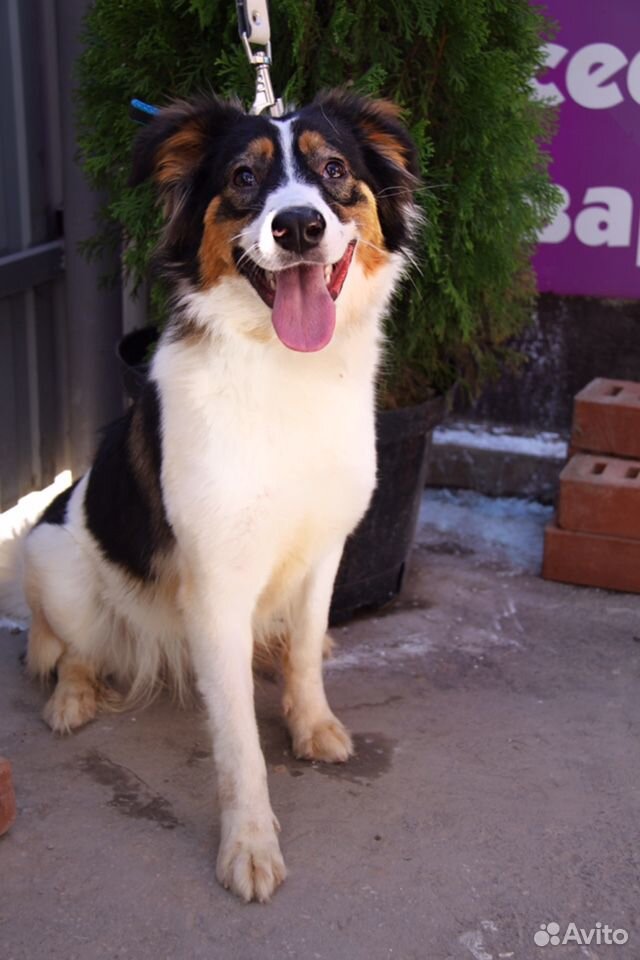 Евочка ищет дом