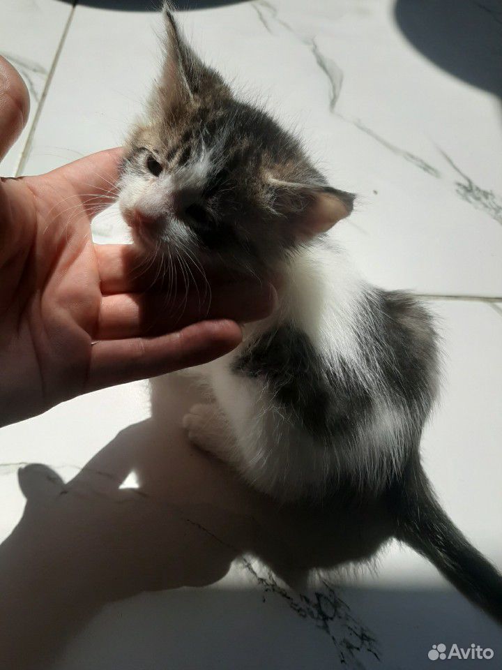 Котик 1-1.5 мес