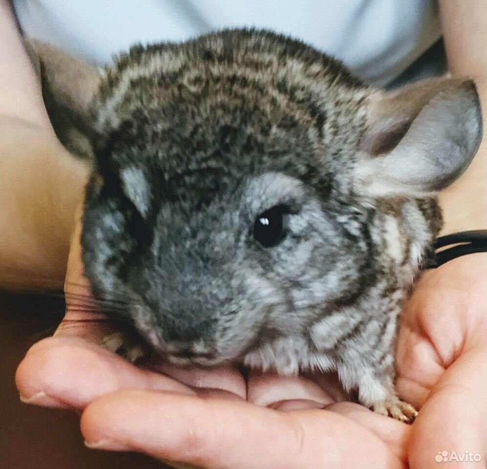 Шиншилла мальчик 2мес
