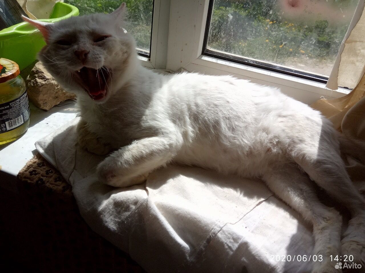 Кот Альберт ищет дом